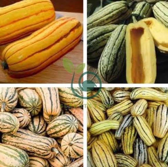 Delicata Little Sweet Squash Organic 20 Seeds