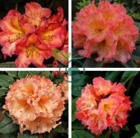 Rare Azalea Rhododendron Plants 200 Seeds