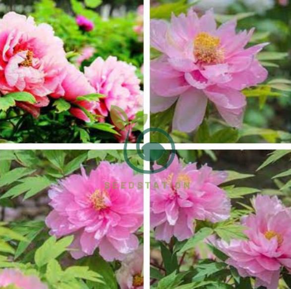 Luoyang Peonies Lotus Pink Nelumbo Nucifera 2 seeds