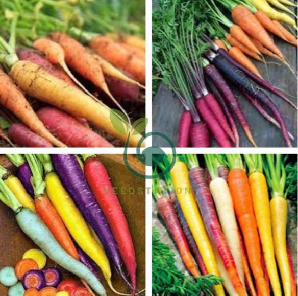 Mix Carrot Seeds, Six Varieties Fresh Heirloom Organic Vegetable 4000 Seeds