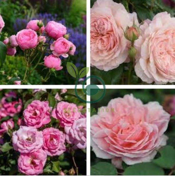Clusters of Pink Rose Indoor Garden 100 Seeds