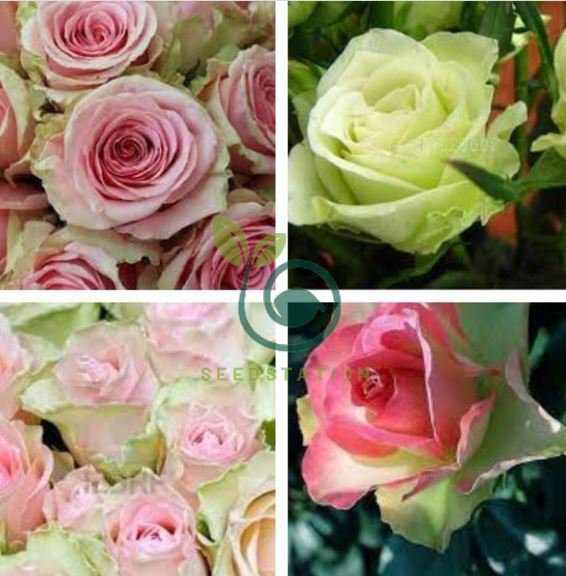 Light Pink Green Rose with Red Dot 200 Seeds
