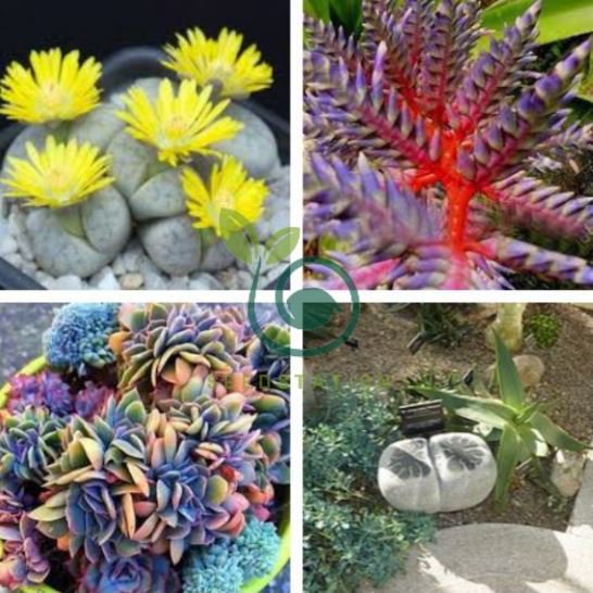 Various Lithops Bonsai Living Stone Flower Cacti Cactus 200 Seeds