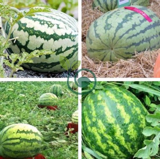 Russian Giant Watermelon 20 Seeds