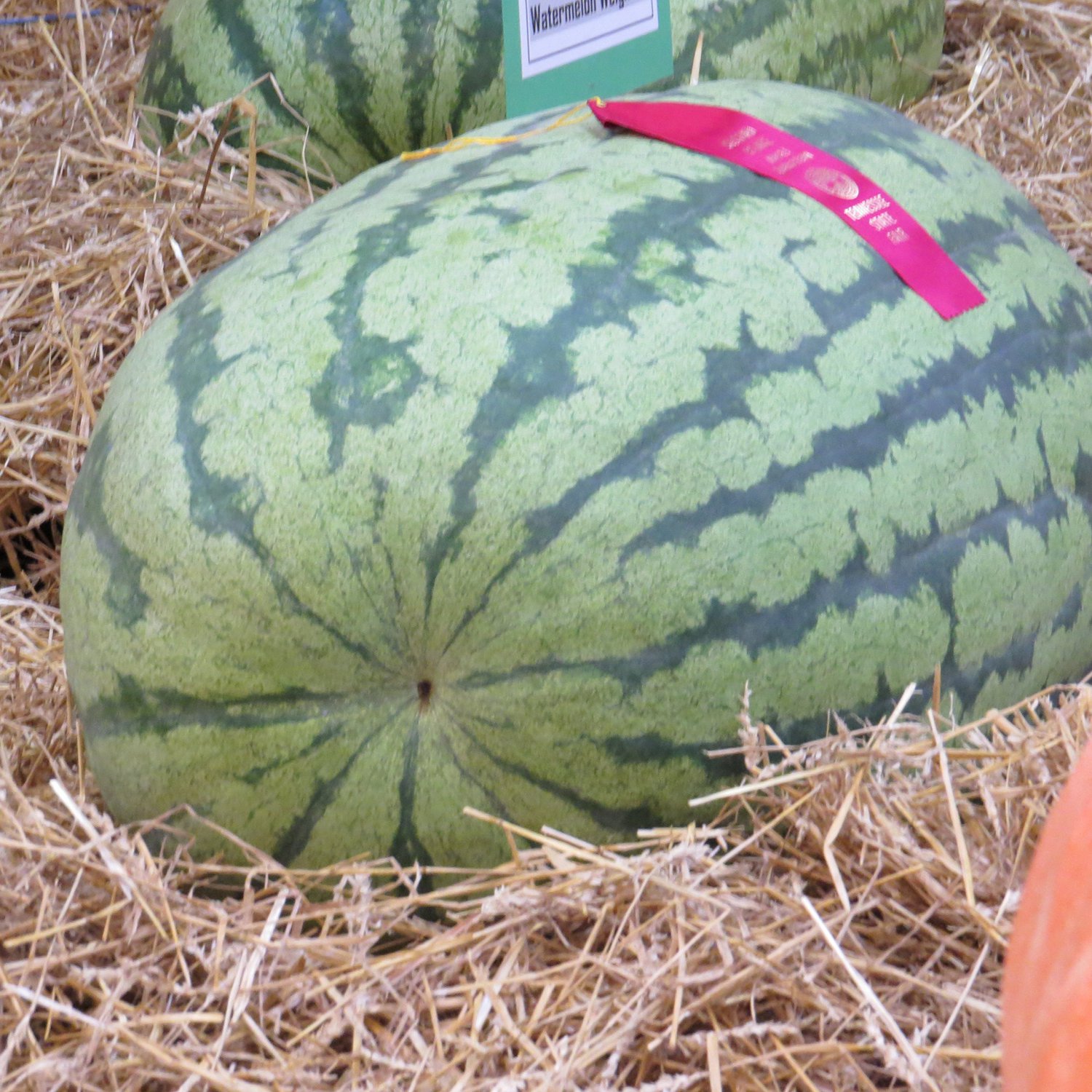 Russian Giant Watermelon 20 Seeds