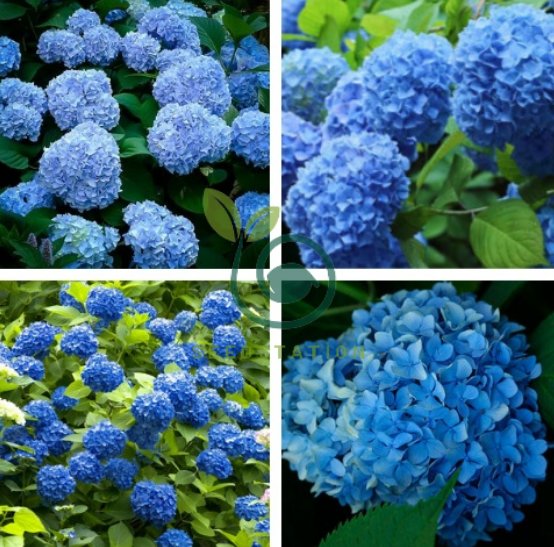 Blue Hydrangea Paniculata Grandiflora 30 Seeds