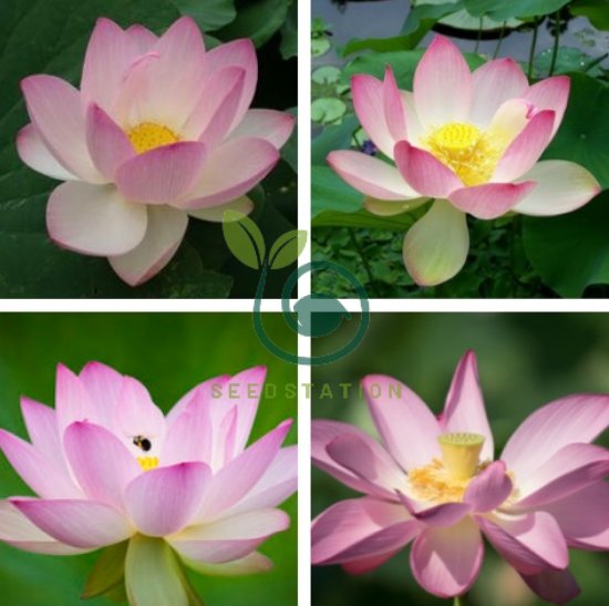 Strong Fragrant White Lotus with Light Red Color 2 Seeds