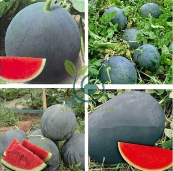 Sweet giant Black skin watermelon 200 Seeds