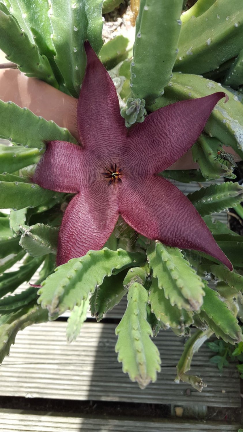 Stapelia hirsuta 10 Seeds