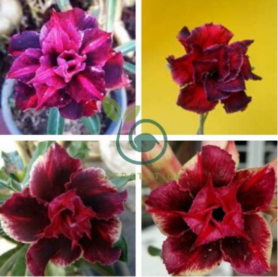 Tri-color Double Adenium 4 Seeds
