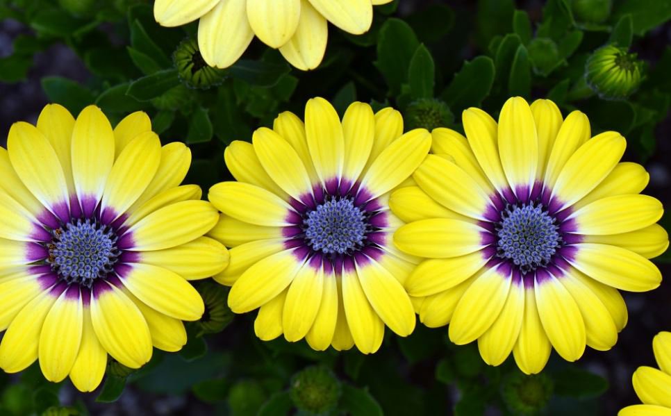 African Blue Eyed Daisy Flower Osteospermum 200 Seeds