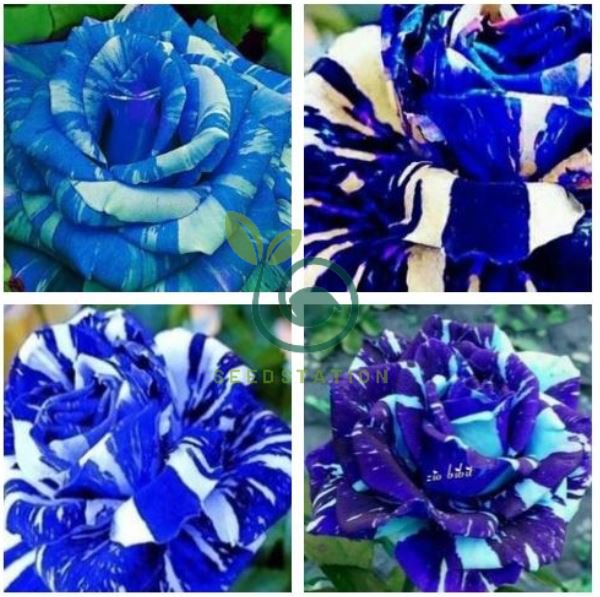 Adenium Obesum Blue with White Stripes 6 Seeds