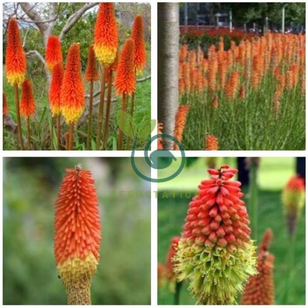 Kniphofia ’Flaming Torch Lily’ 200 Seeds