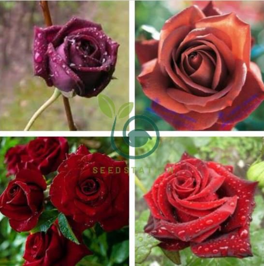 Louis Xiv Rose seeds Perennials 400 Seeds