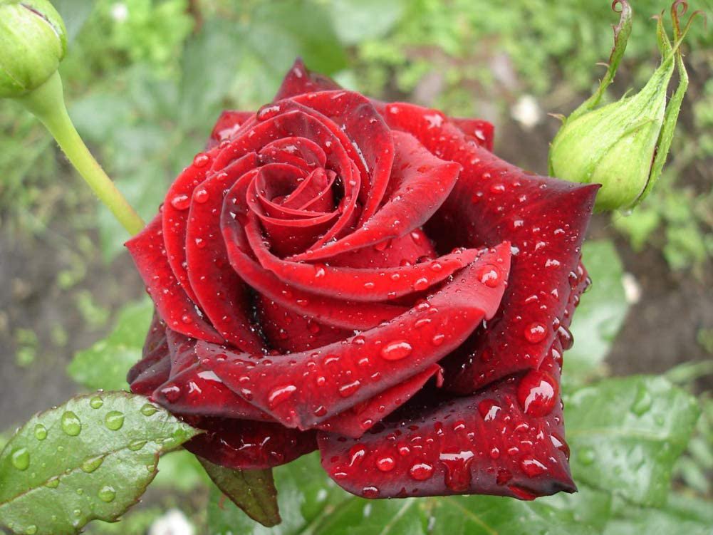 Louis Xiv Rose seeds Perennials 400 Seeds