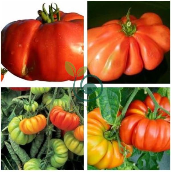 Heirloom Rare Mexican Silly Tomato Hybrid 200 Seeds