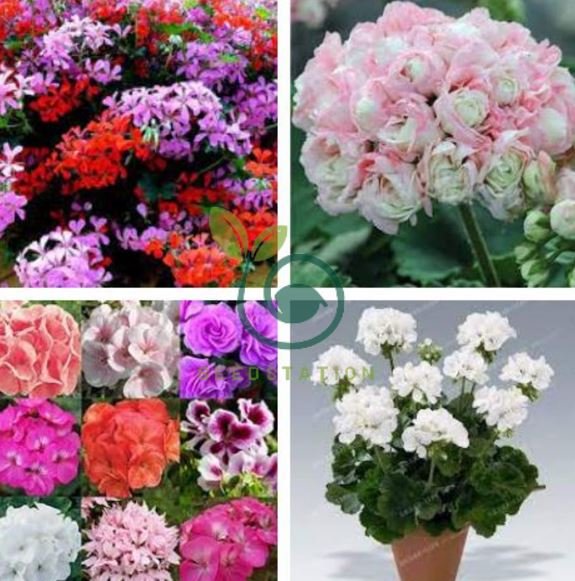Rare Color Geranium Plant 200 seeds