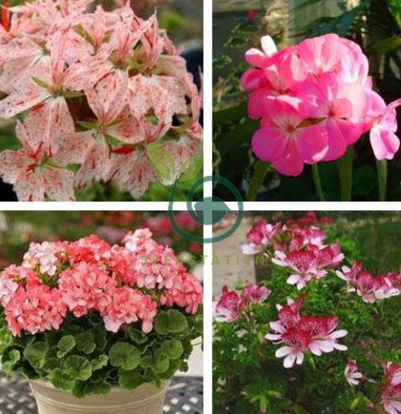 Mini Geranium Dwarf Bonsai Perennial Flower 200 Seeds