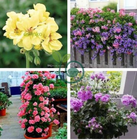 Rare Climbing Geranium Pelargonium Peltatum 400 Seeds
