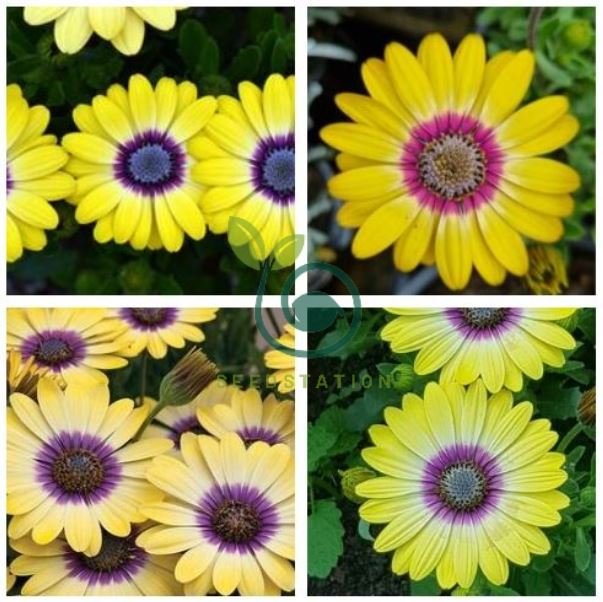 African Blue Eyed Daisy Flower Osteospermum 200 Seeds