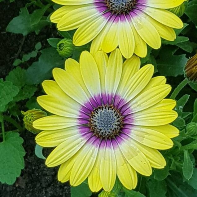 African Blue Eyed Daisy Flower Osteospermum 200 Seeds