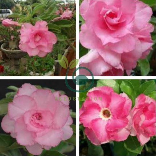 Adenium Purely Pink Double Petals Flower 4 Seeds
