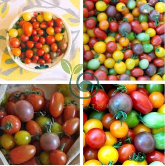 Mixed 10 Varieties of Colorful Cherry Tomato 20 Seeds
