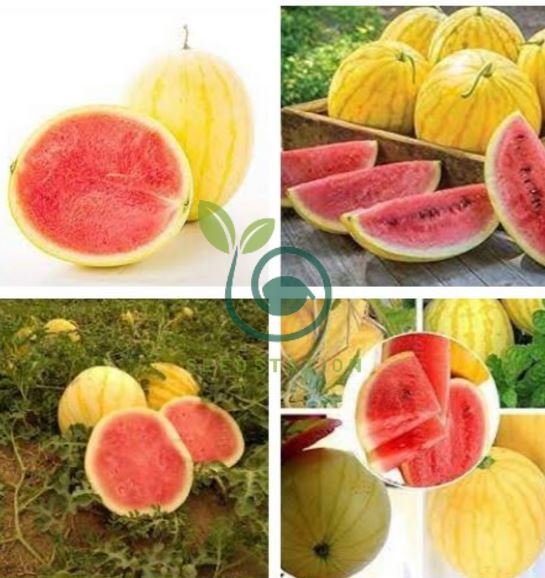 New Heirloom Yellow Skin Red Seedless Watermelon 10 Seeds