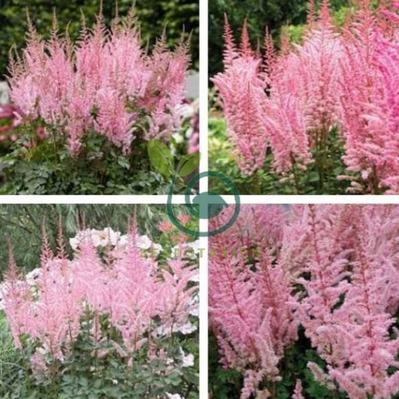 Mighty Pip Astilbe Perennial Flower 200 Seeds
