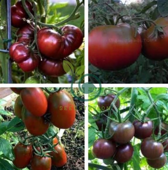 VERY BLACK Rare Tomato Organic 1000 Seeds