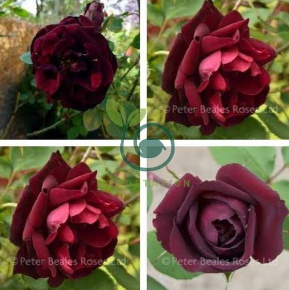 Louis Xiv Rose Perennials 400 Seeds