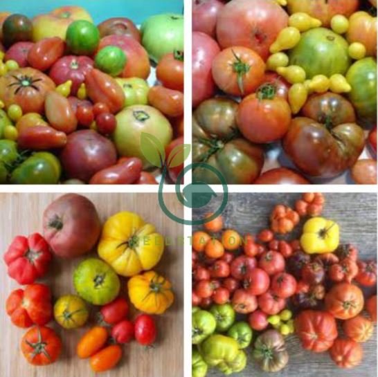 Super Surprise Mix Tomato 200 Seeds