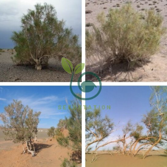 Haloxylon Ammodendron Tree Semente 100 Seeds