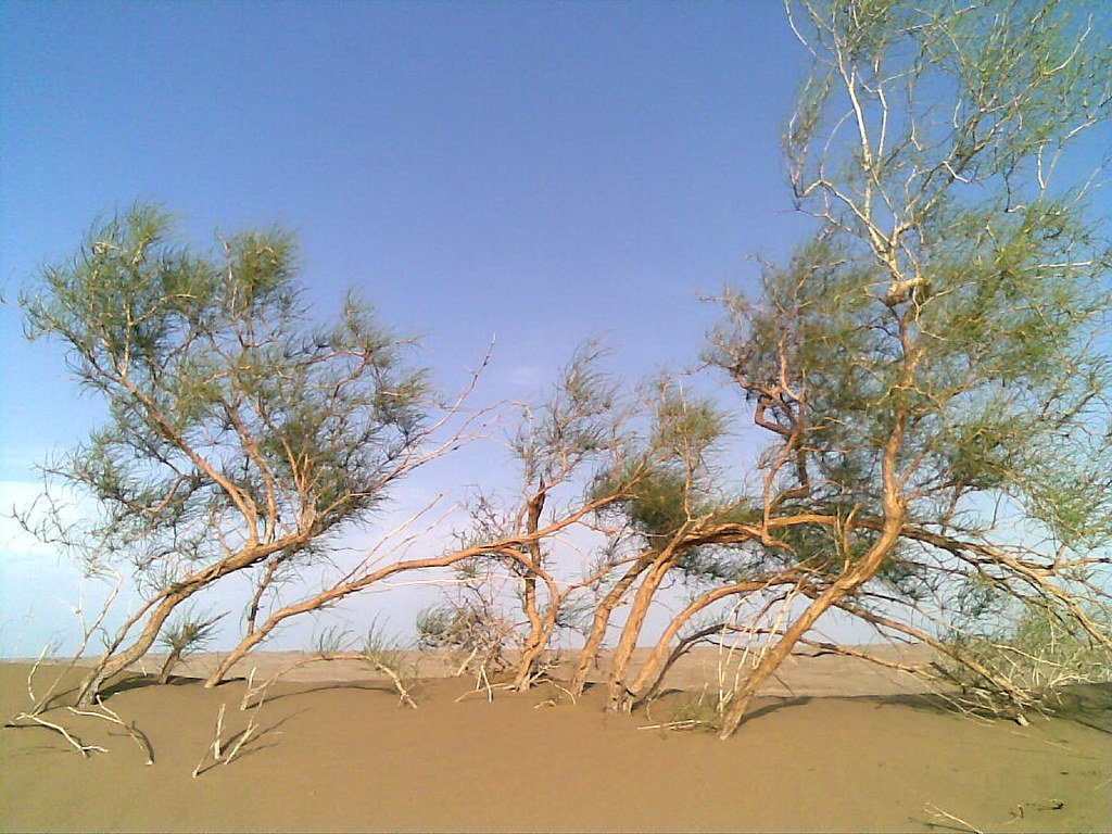 Haloxylon Ammodendron Tree Semente 100 Seeds