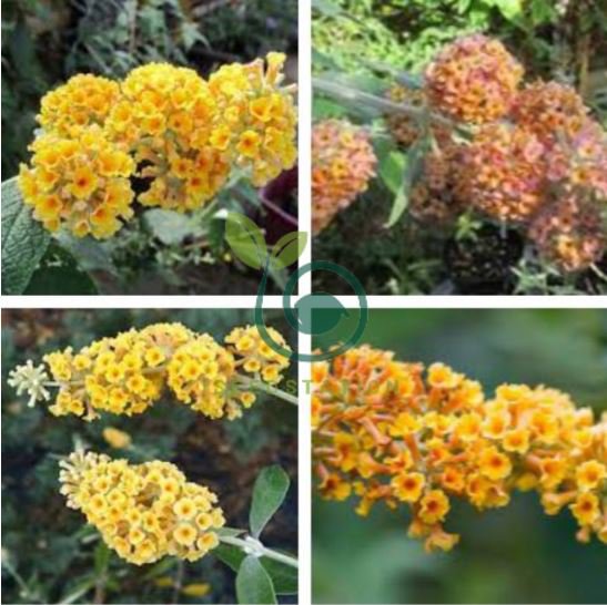Buddleja lindleyana 200 Seeds