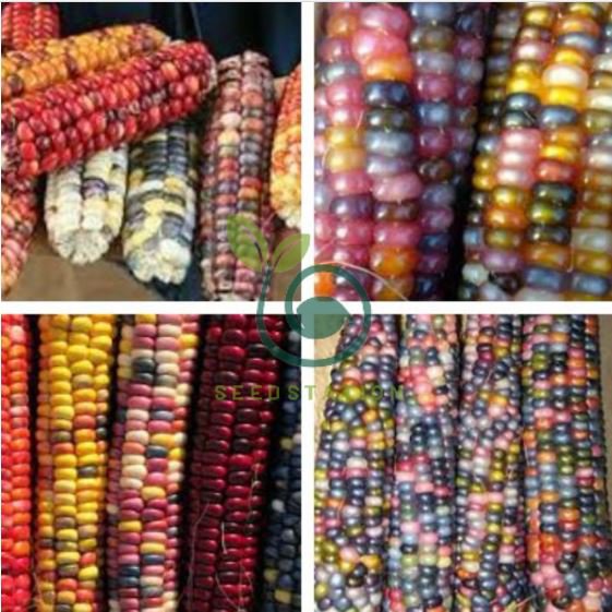 Rare Heirloom Early-Maturing Sticky Colorful Sweet Corn Organic 240 Seeds