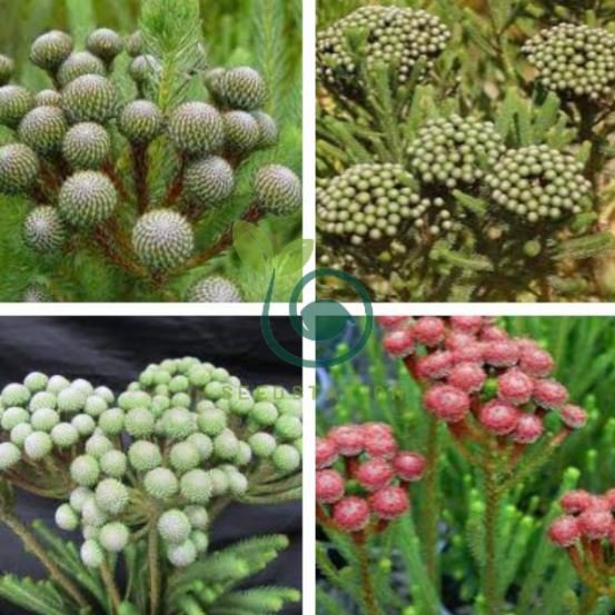 Brunia albiflora Brunia Laevis Garden Plants 10 Seeds
