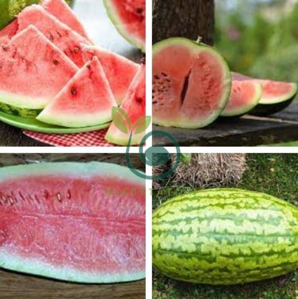 Rare Very Sweet Green Skin White Watermelon Organic 40 Seeds