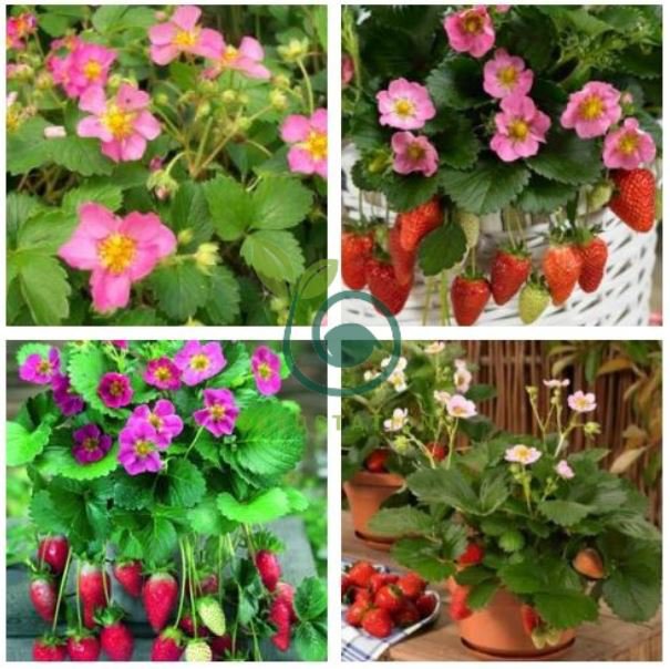 Merlan F1 Strawberry 200 Seeds