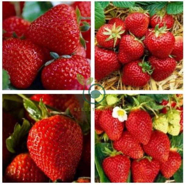 Roman F1 Strawberry 200 Seeds