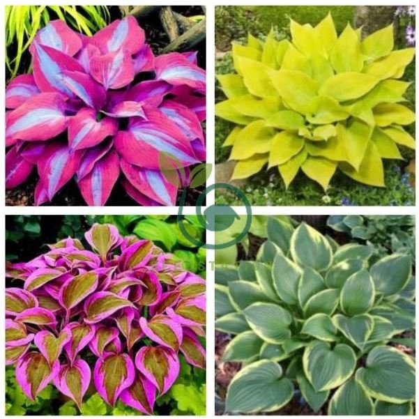 Hosta Perennials - Flesh Pink Flowers 400 Seeds