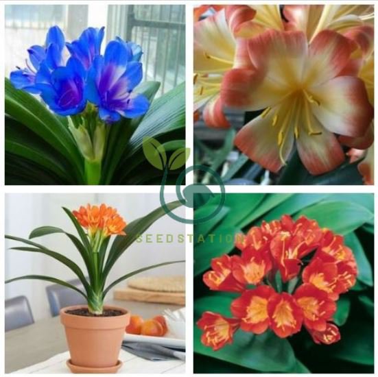 Mixed 8 Types of Clivia Indoor Ornamental Clivia Flowers Potted Plants ...