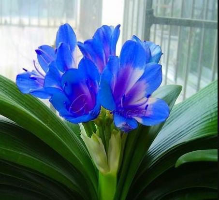 Mixed 8 Types of Clivia Indoor Ornamental Clivia Flowers Potted Plants ...