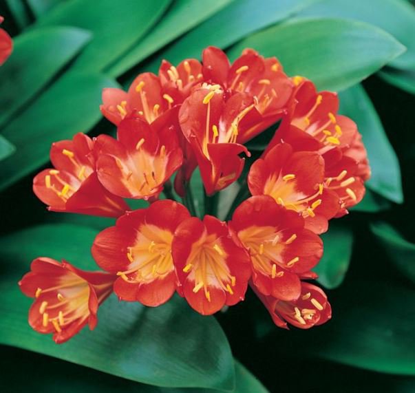 Mixed 8 Types of Clivia Indoor Ornamental Clivia Flowers Potted Plants ...