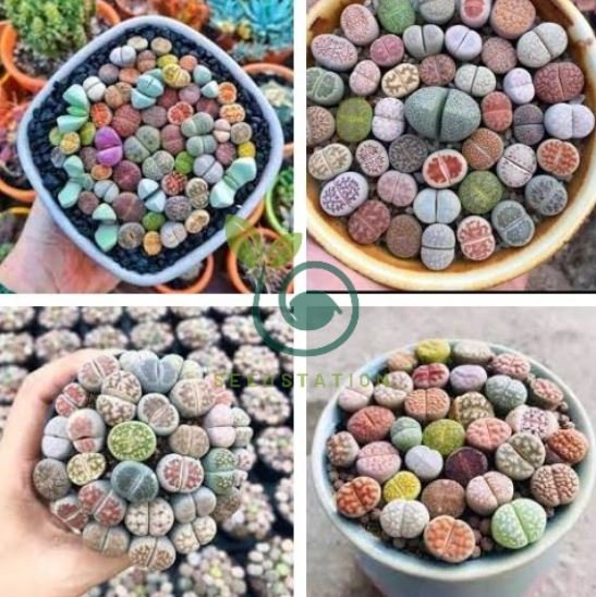 Lithops Mixed 36 Types Imported 200 Seeds