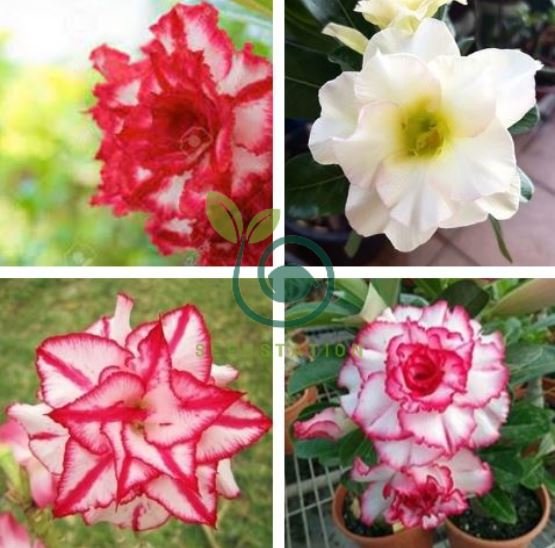 Adenium Mixed White Colorful Red Flower 4 Seeds