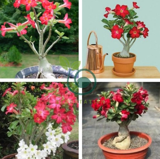 'Topi' Tropical Plants Adenium Desert Rose Flower 4 Seeds
