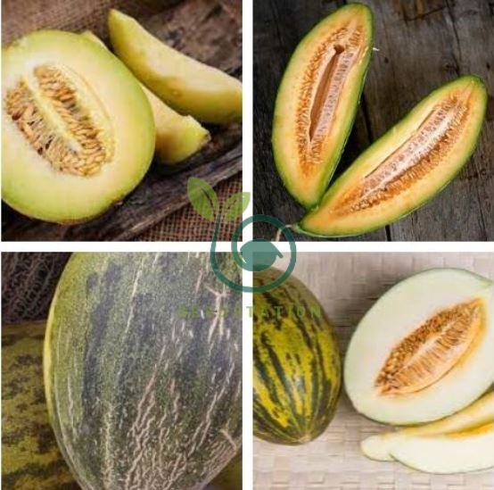 Rare Heirloom Elliptical Black Sweet Melon with Green Meat 1200 Seeds