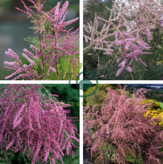 Tamarix Ramosissima Plant 100 Seeds