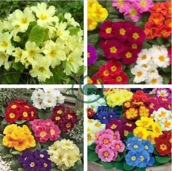 Primrose Primula 200 Seeds